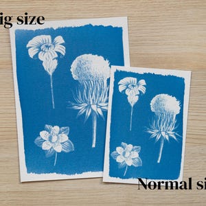 Cyanotype Stencils, Cyanotype Kit Just Stencils, Pressed Flowers ...