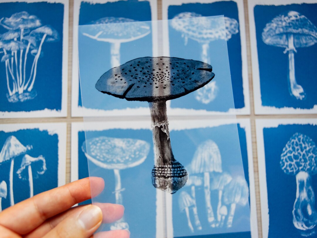 Cyanotype Kit, Craft Kit for Adults, Cyanotype Stencils, Solar Printing ...