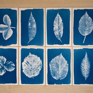 Cyanotype Stencils, Cyanotype Kit Just Stencils, Vintage Leaves ...