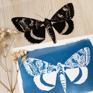 Cyanotype Stencils, Diy Craft, Cyanotype Kit Just Stencils, Cyanotype ...