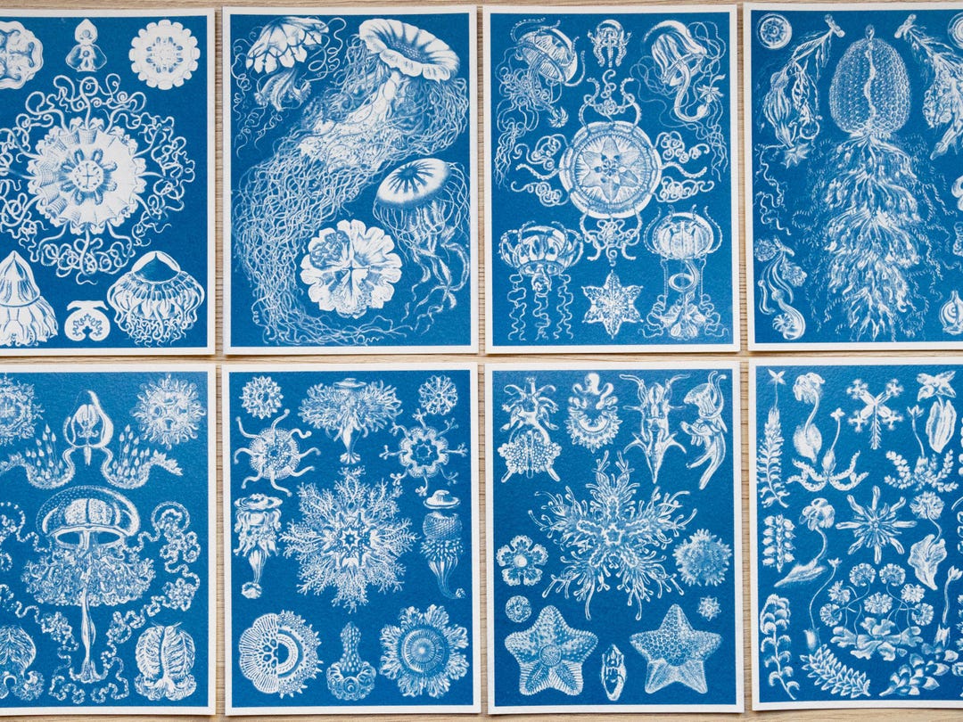 Cyanotype Stencils, Cyanotype Kit Just Stencils, Sea Animals Stencils ...
