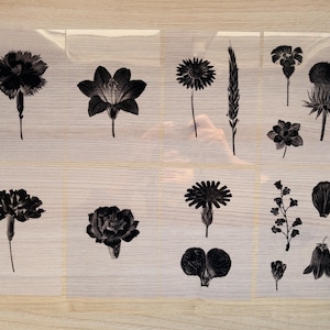 Cyanotype Stencils, Cyanotype Kit Just Stencils, Pressed Flowers ...