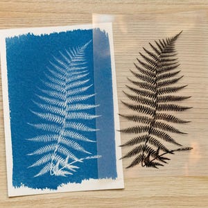 Cyanotype Stencils, Cyanotype Kit Just Stencils, Craft Kit for Adults ...