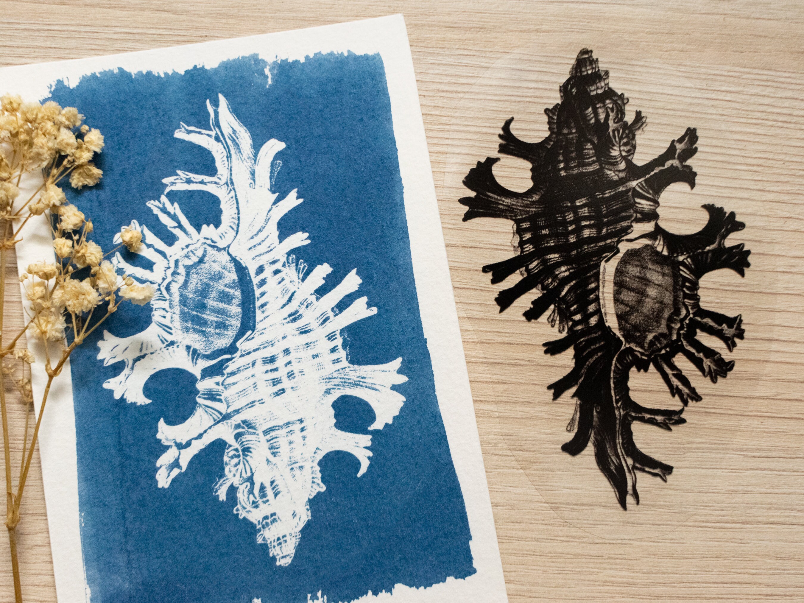 Cyanotype Kit With Stencils Craft Kit Solar Printing Kit - Etsy
