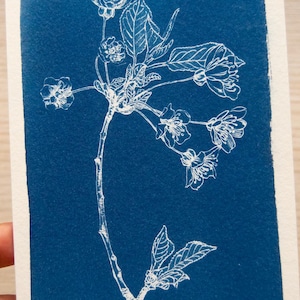 Cyanotype Stencils, Cyanotype Kit Just Stencils, Vintage Flowers ...