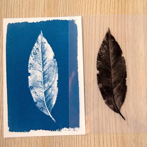Cyanotype Stencils, Cyanotype Kit Just Stencils, Vintage Leaves ...