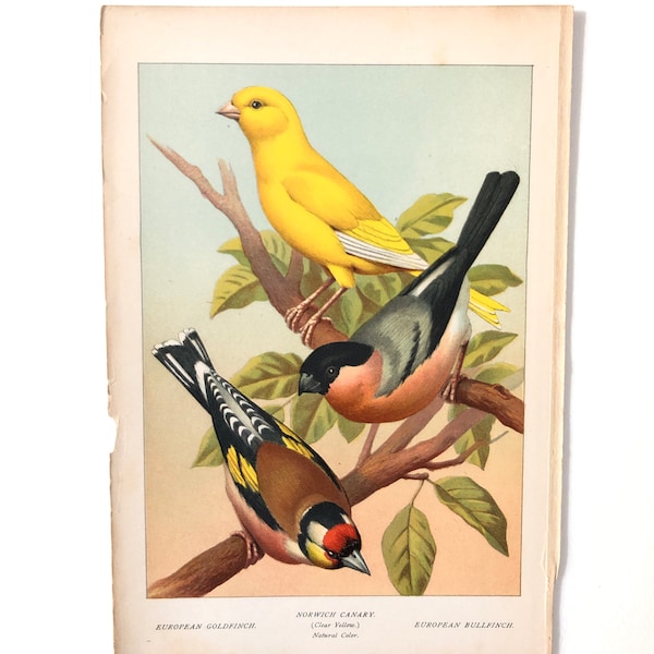 Passerine Book - Etsy