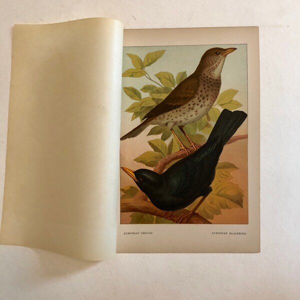 Passerine Book - Etsy