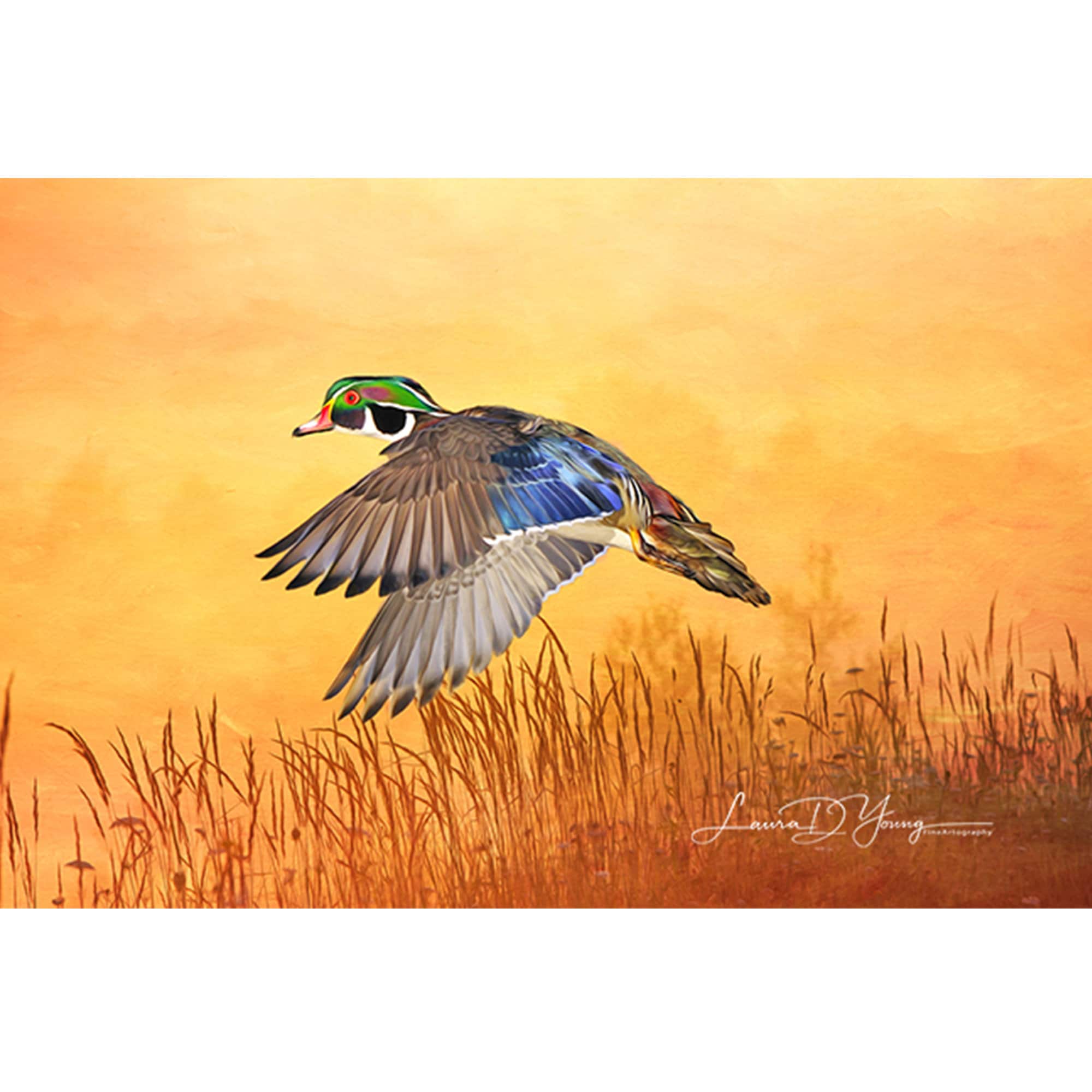 Male Wood Duck Flying