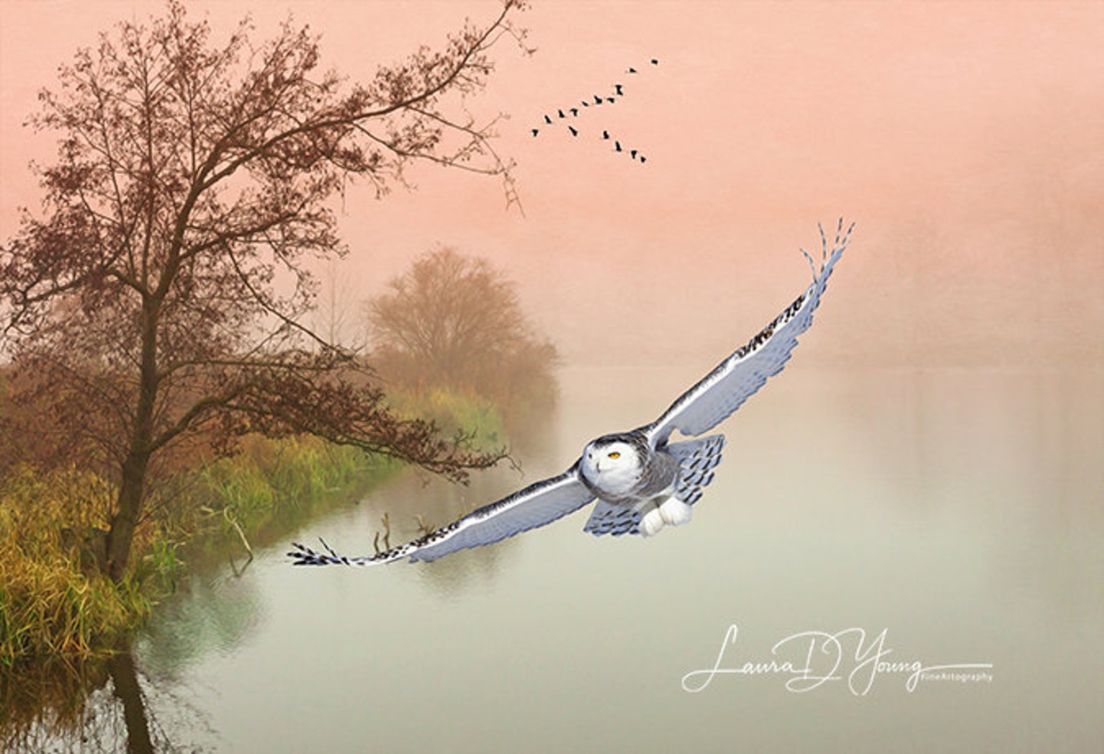 Snowy Owl Flying Misty Morning Lake Owl Art Print Pink - Etsy