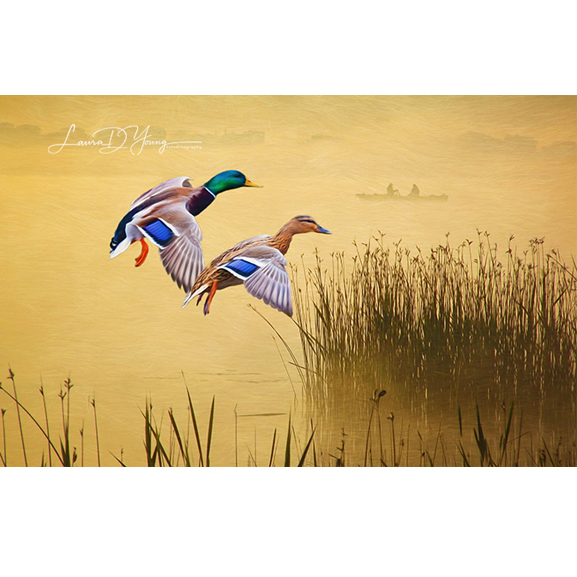 Mallard Ducks Flying