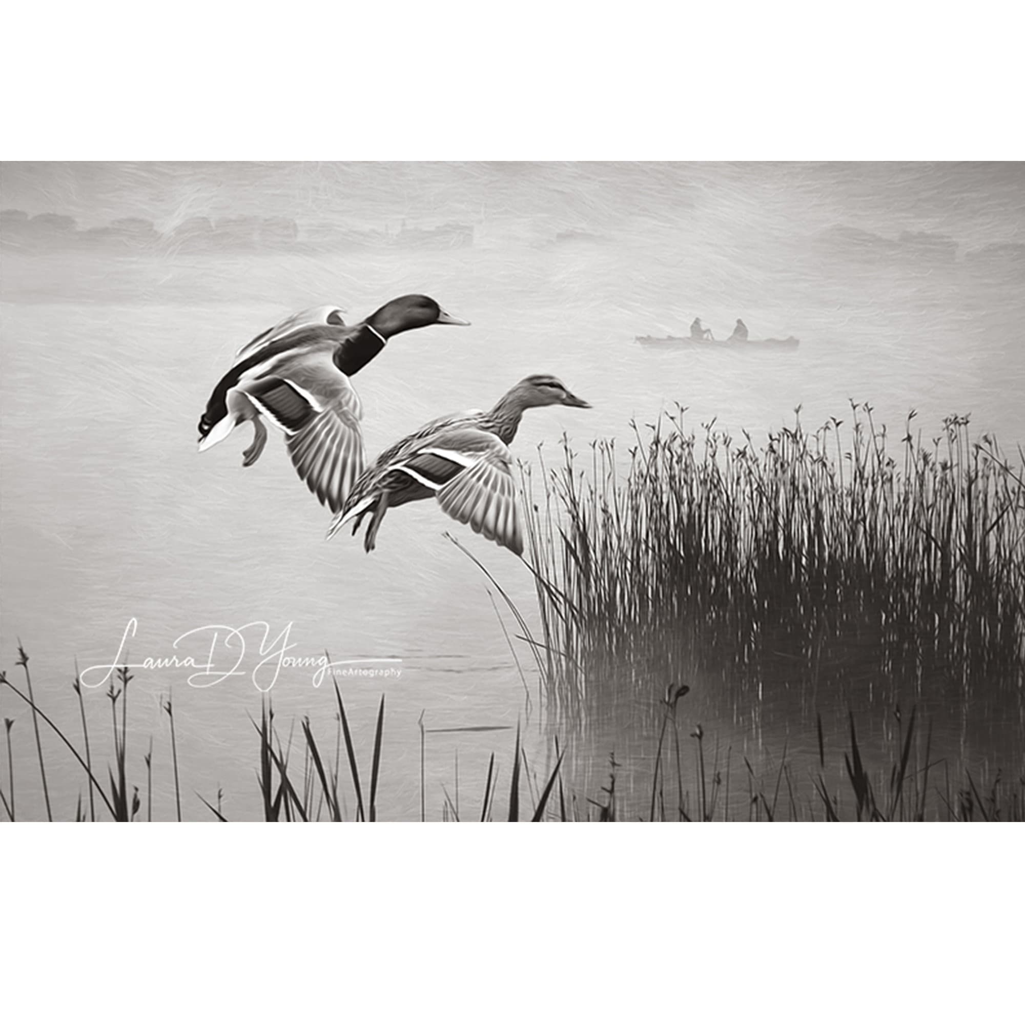 Waterfowl Landing Drawing