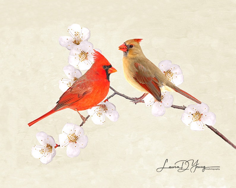 Cardinal Birds Red Birds Bird Photography Cherry Blossoms - Etsy