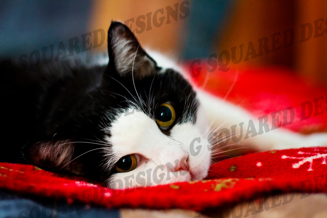 Cat Image Digital Download Photography Animal Art Wall Home - Etsy
