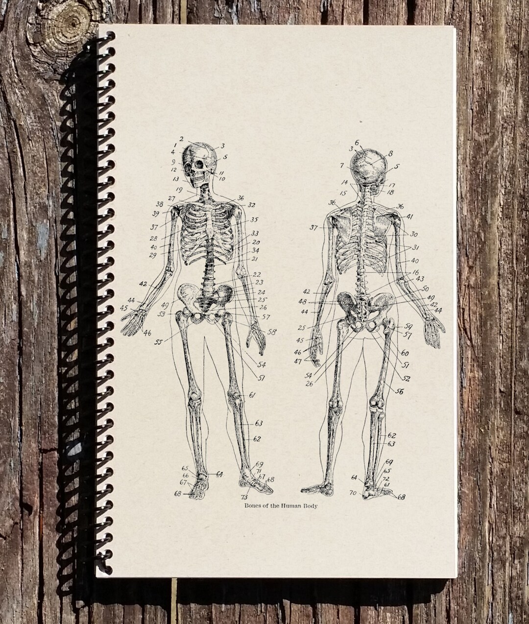 Skeletal Anatomy Journal - Skeletal Anatomy Spiral Notebook - Skeleton ...