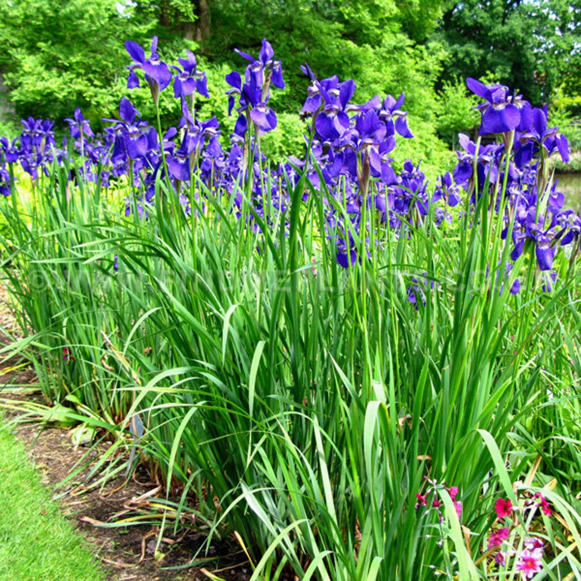 Siberian Iris Rhizomes (3) - Etsy