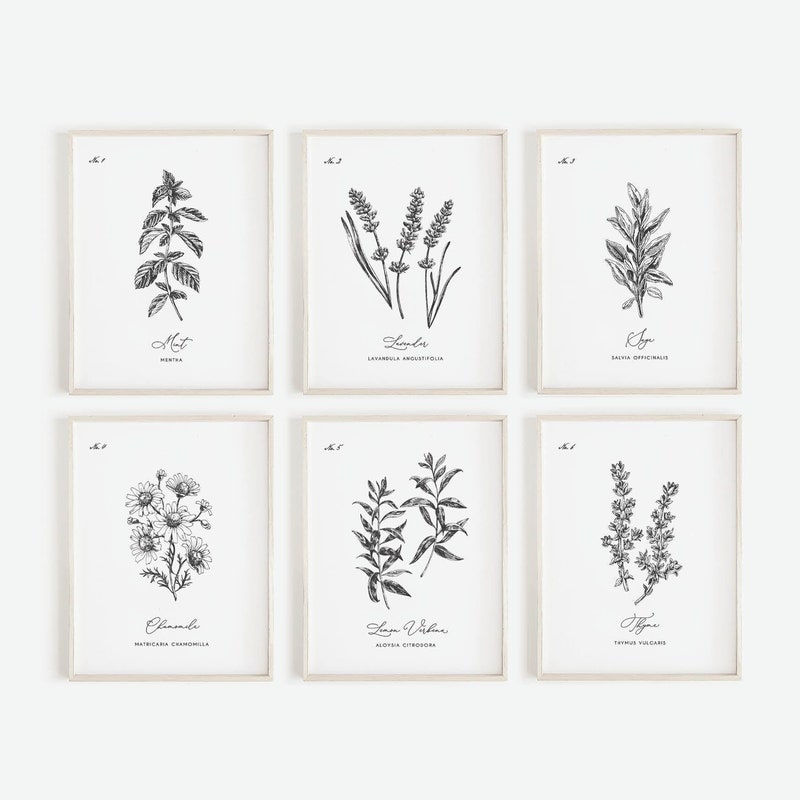 Black Herb Line Drawings - Etsy UK