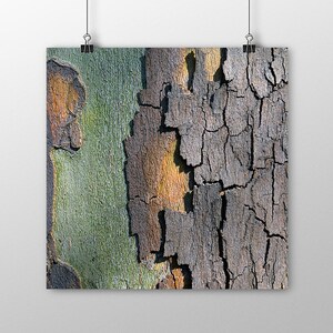 Tree Bark Digital Paper, Wood Texture, Wood Backgrounds, Tree Peel ...