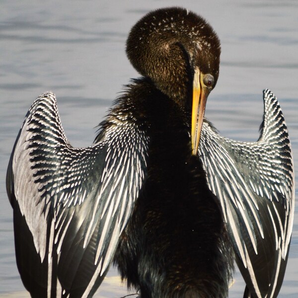Anhinga - Etsy
