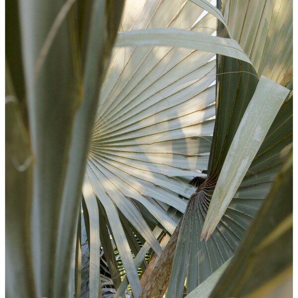 Madagascar Palm - Etsy