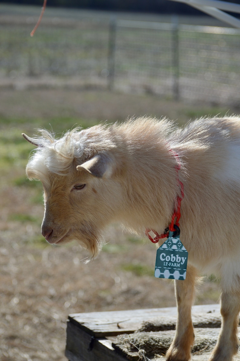 Laser Engraved Ear Tag Medium Calf/sheep/goat Tag Custom - Etsy