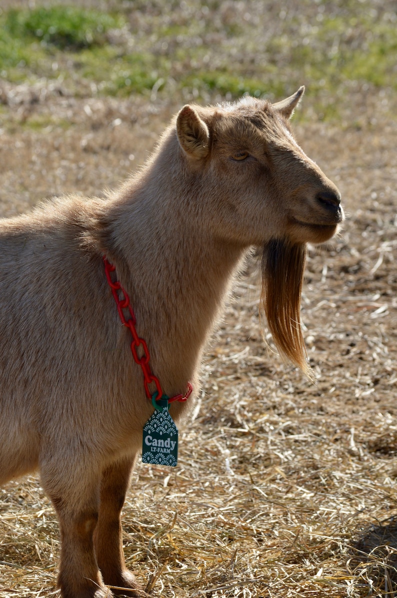 Laser Engraved Ear Tag Medium Calf/sheep/goat Tag Custom - Etsy