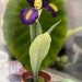 MUSING IRIS Alice in Wonderland (non) Talking Flowers for Parties ...