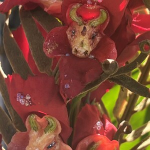 CRIMSON SNAPDRAGONS Alice in Wonderland Talking Flowers for Parties ...