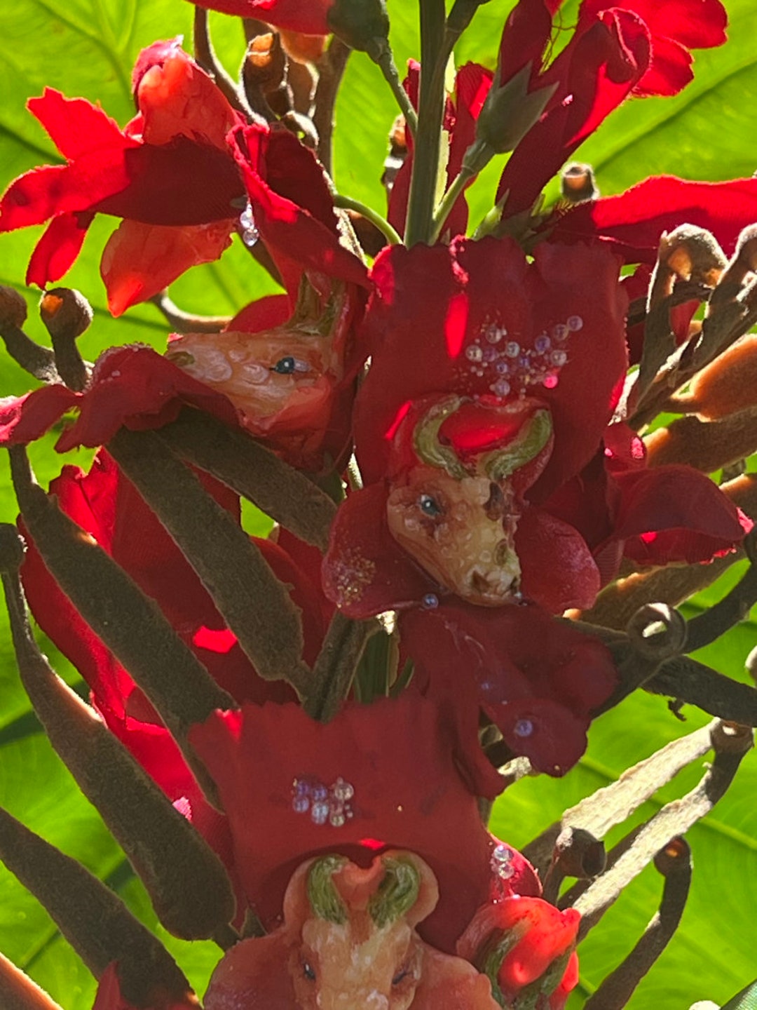 CRIMSON SNAPDRAGONS Alice in Wonderland Talking Flowers for Parties ...