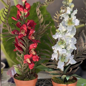 SNAPDRAGONS White/green Alice in Wonderland Talking Flowers for Parties ...