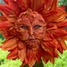 Alice in Wonderland (non) Talking Flowers "fire Dahlia" ~ Sutherland ...