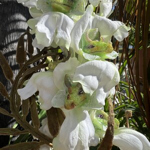 SNAPDRAGONS White/green Alice in Wonderland Talking Flowers for Parties ...