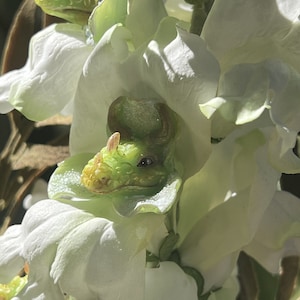 SNAPDRAGONS White/green Alice in Wonderland Talking Flowers for Parties ...