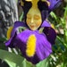 MUSING IRIS Alice in Wonderland (non) Talking Flowers for Parties ...