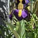 MUSING IRIS Alice in Wonderland (non) Talking Flowers for Parties ...