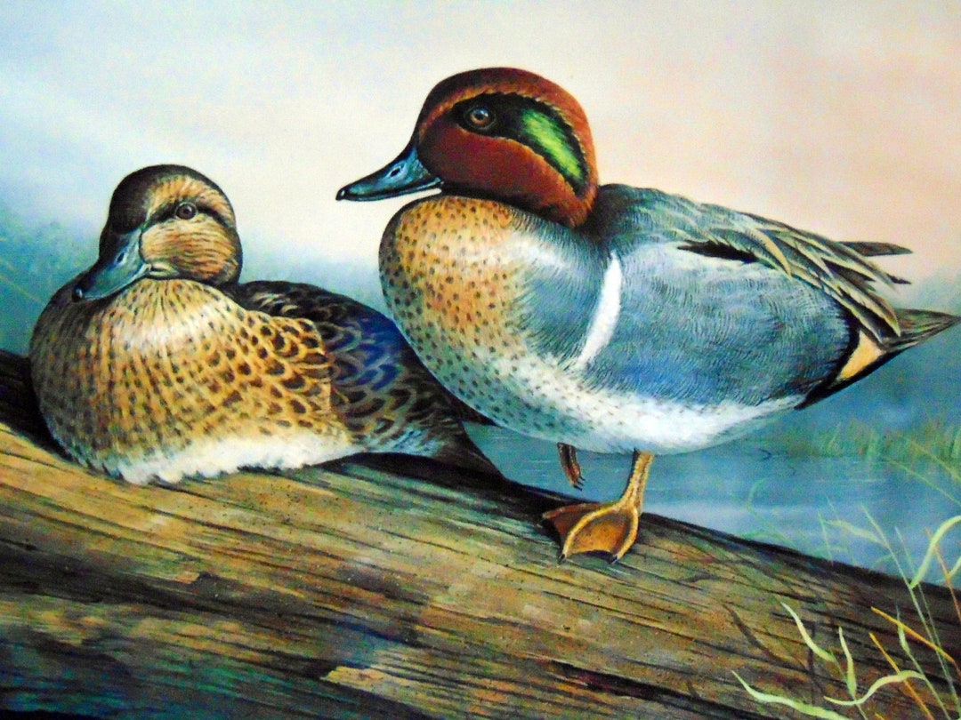 Duck Print by Sam Timm, Sam Timm Art, Duck Painting, Sam Timm Green ...