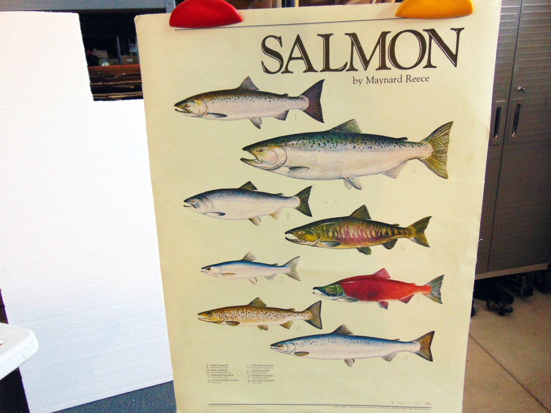 Vintage Salmon Identification Chart Maynard Reece Art - Etsy