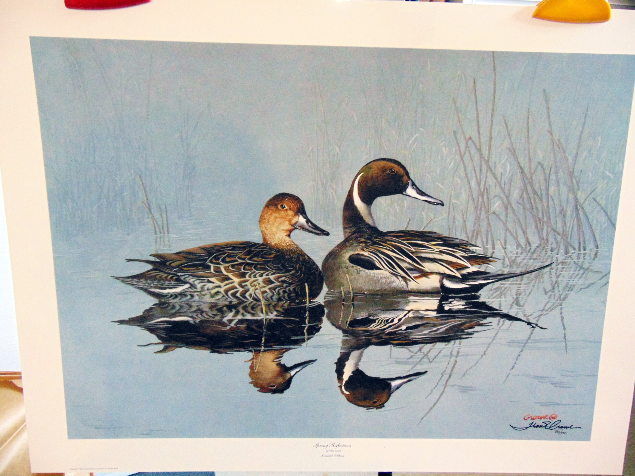 Pintail Duck Paintings
