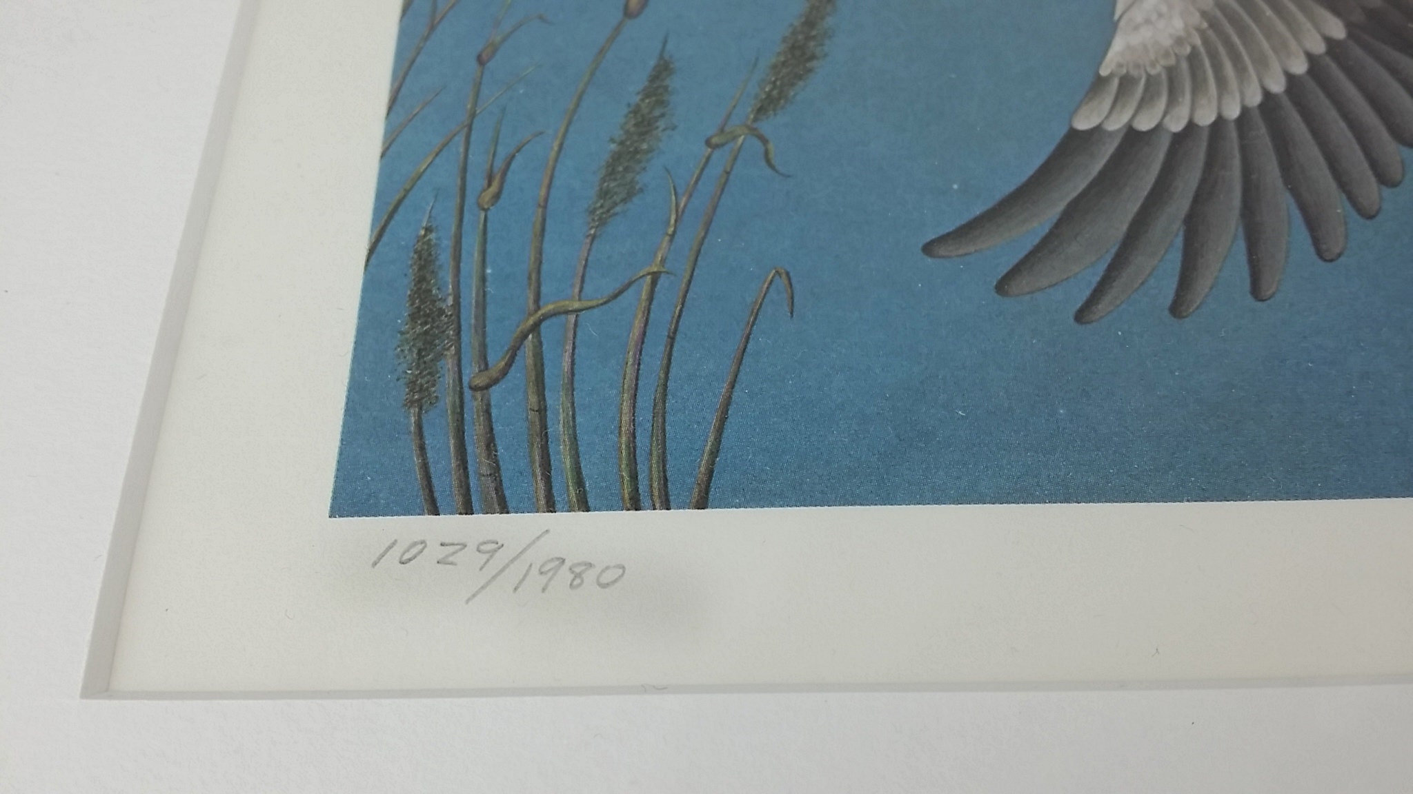 1981 Delaware Waterfowl Stamp Print, Delaware Duck Stamp Print, Ned ...