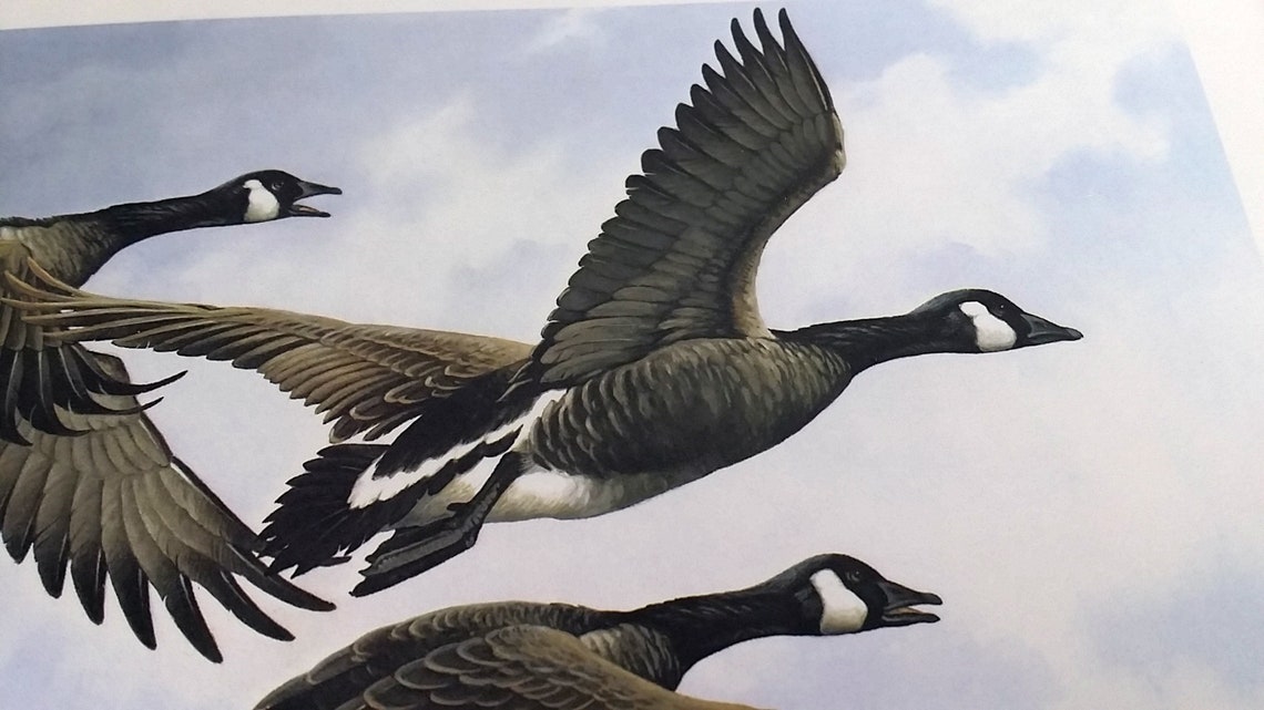 1984 Oregon Waterfowl Stamp Print Oregon Duck Stamp Print | Etsy