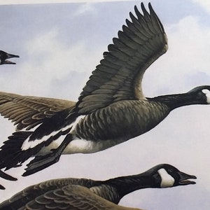 1984 Oregon Waterfowl Stamp Print, Oregon Duck Stamp Print, Michael ...