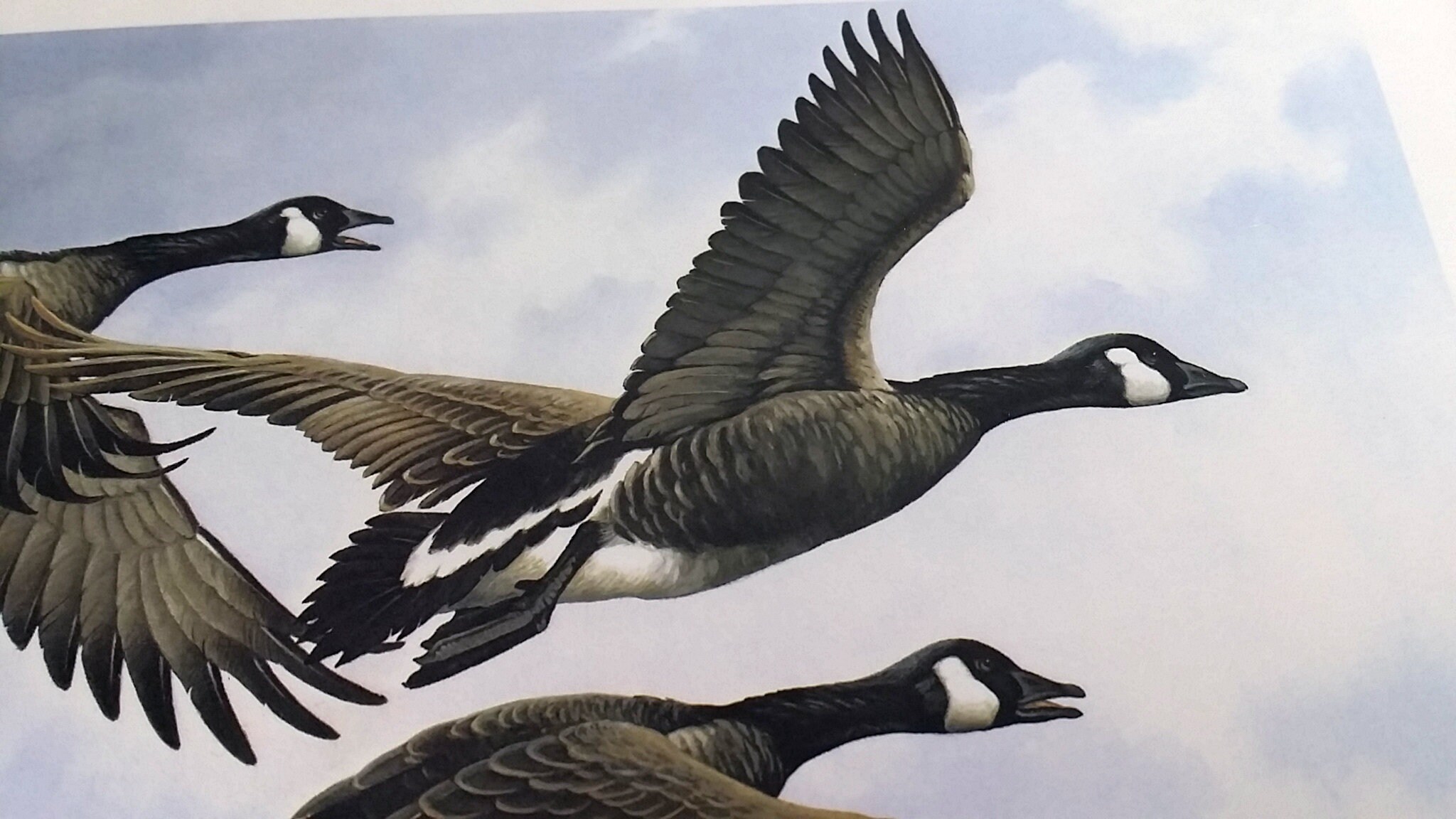 1984 Oregon Waterfowl Stamp Print Oregon Duck Stamp Print - Etsy