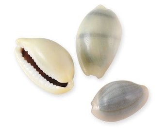 Coffee Bean Shells - Etsy