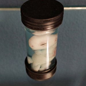 White Little Baby Dragon Fetus in Jar Foetus Test Tube Experiment ...
