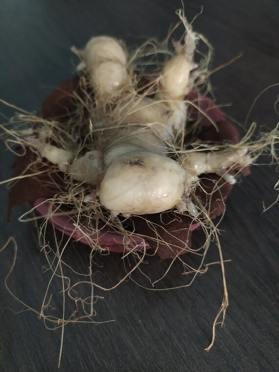 Mandrake Pans Labyrinth