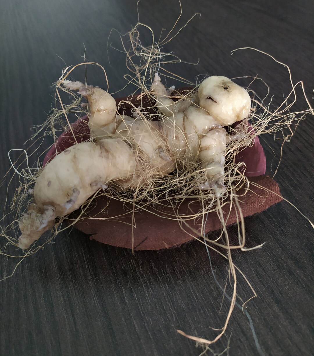 Living Mandrake Potato Tuber Platinum Silicone Fantasy Pan Labyrinth ...