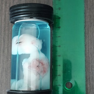 White Little Baby Dragon Fetus in Jar Foetus Test Tube Experiment ...
