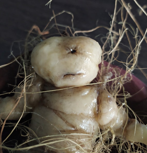 Mandrake Pans Labyrinth