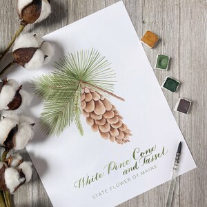 Maine State Flower and Shape Print | White Pine Cone and Tassel Fine ...