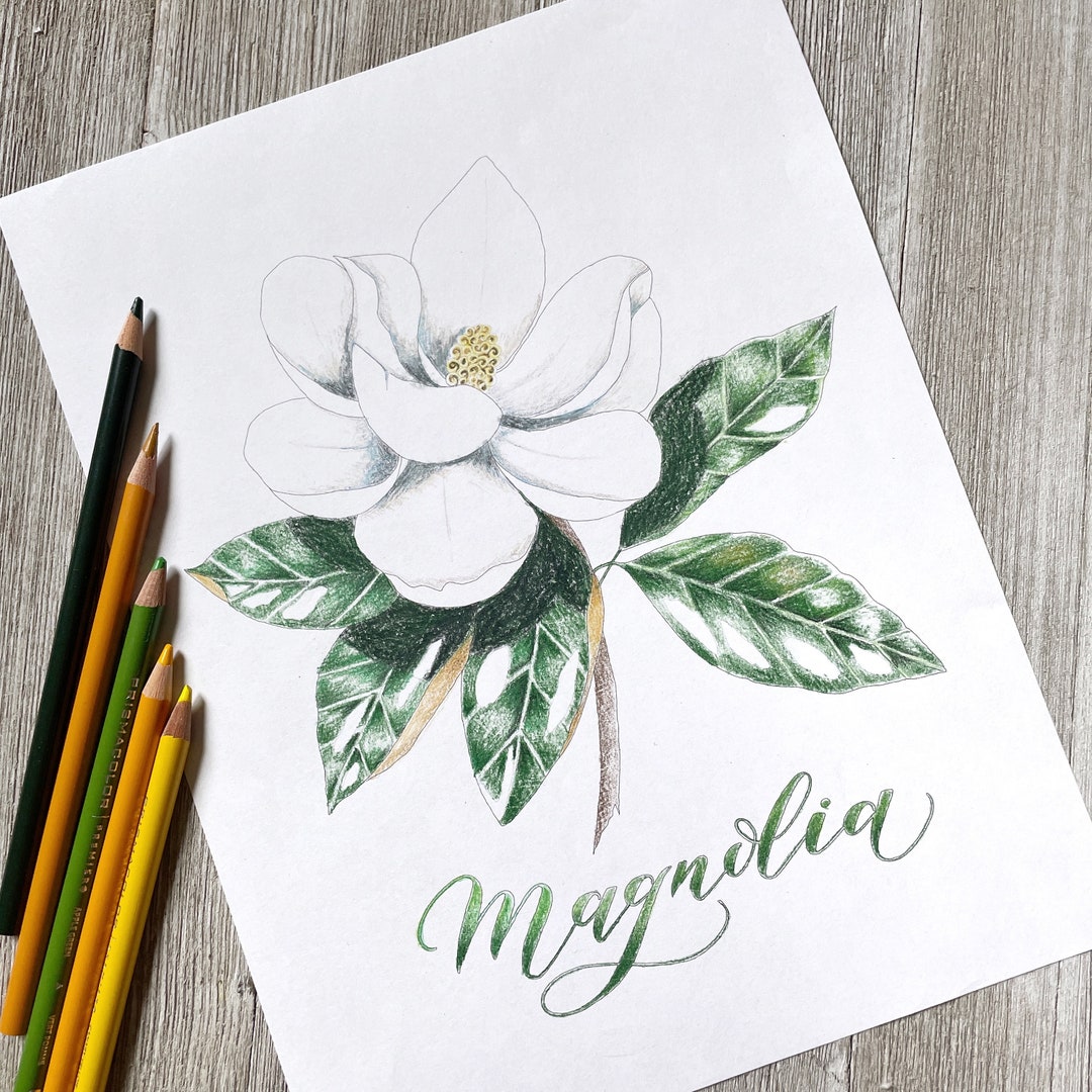 Magnolia Coloring Page Printable | Mississippi and Louisiana State ...